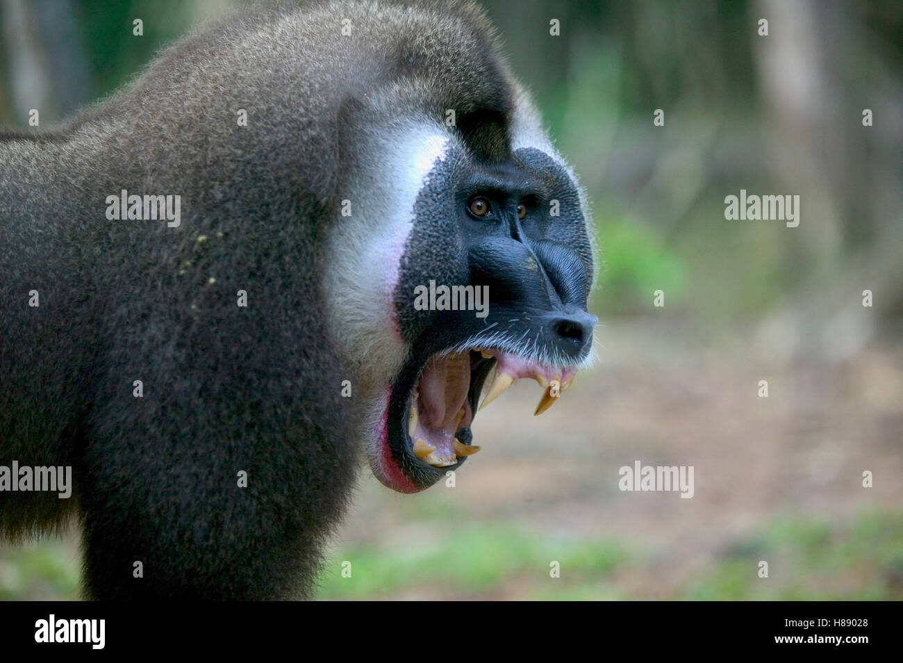 Drill (Mandrillus leucophaeus) male in aggressive posture, Pandrillus ...