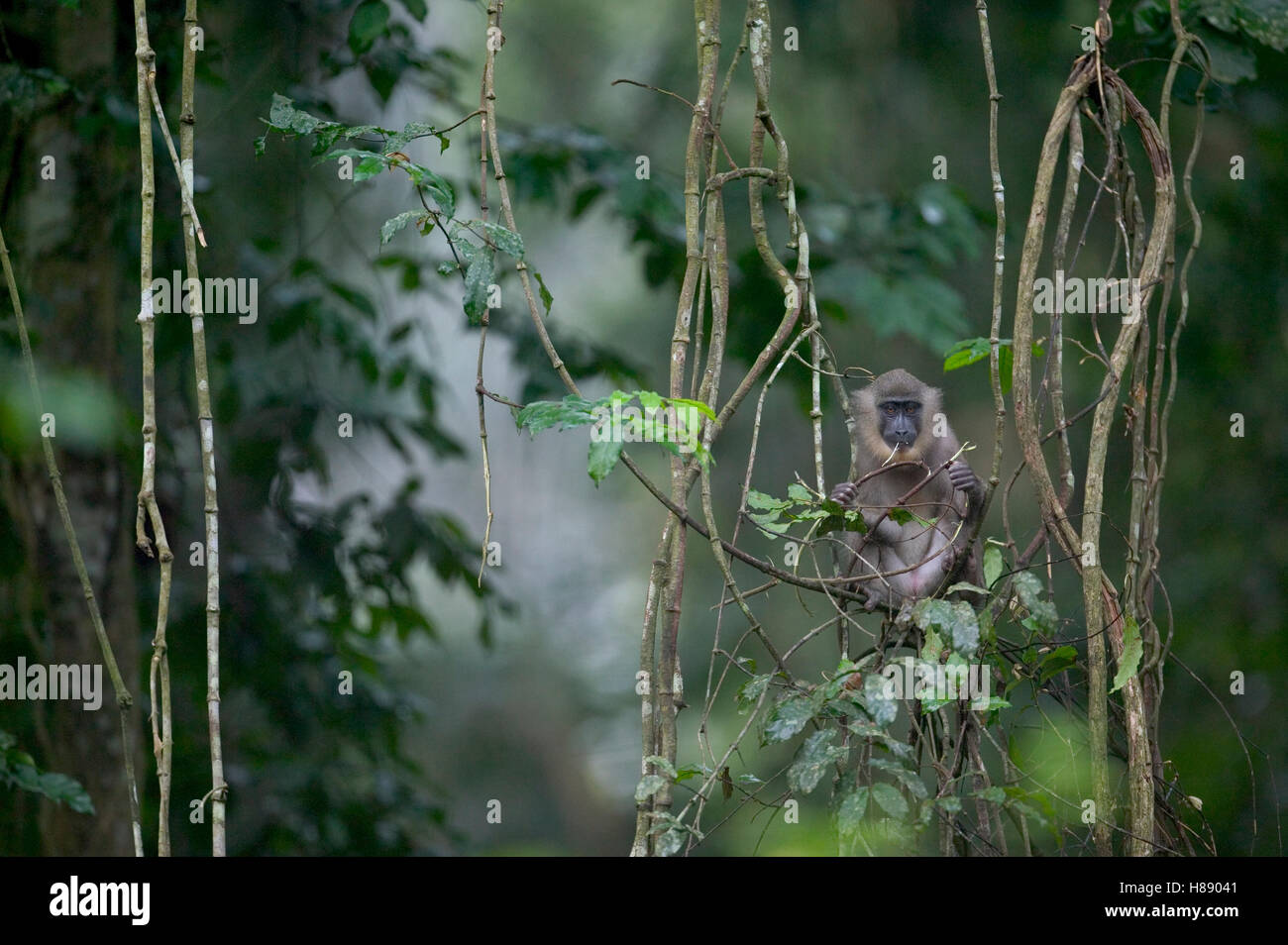Drill (Mandrillus leucophaeus) young female sitting in tree, Pandrillus ...