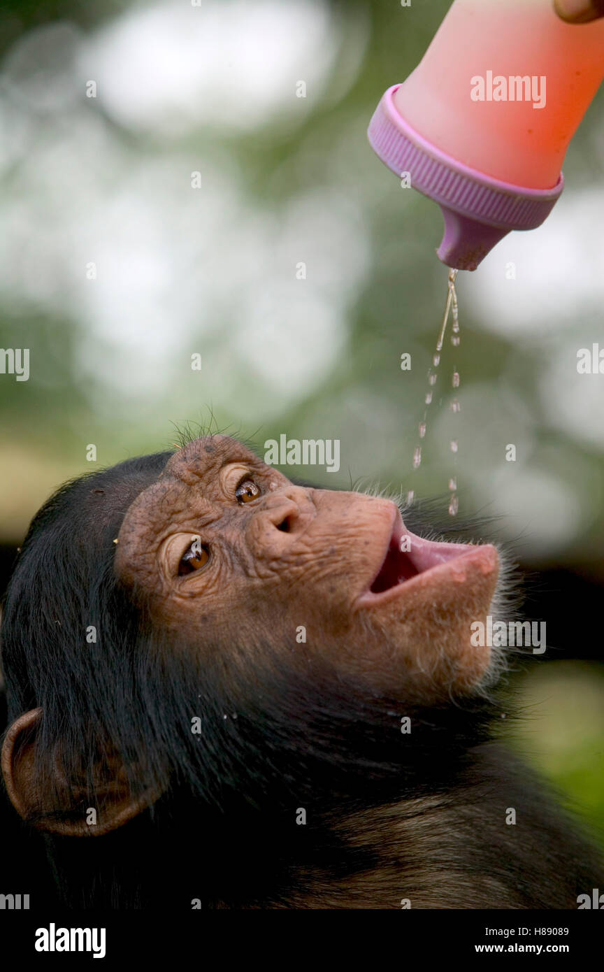 Chimpanzee (Pan troglodytes) baby and keeper playing with water ...
