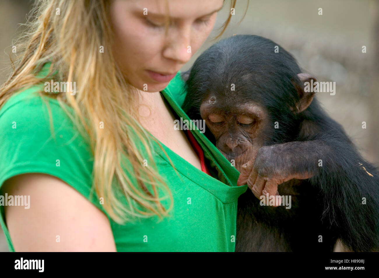 Chimpanzee (Pan troglodytes) baby playing with keeper, Pandrillus Drill ...