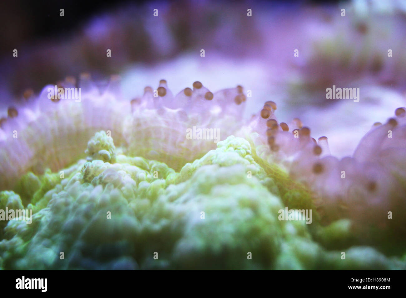 Coral close up Stock Photo - Alamy