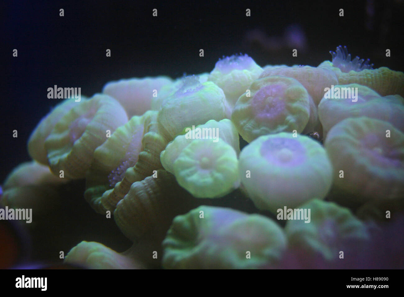 Corals close up in an aquarium Stock Photo - Alamy