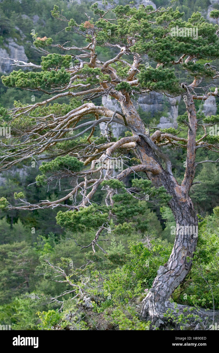 Scotch Pine (Pinus sylvestris) forest, Grands Causses, Cevennes ...