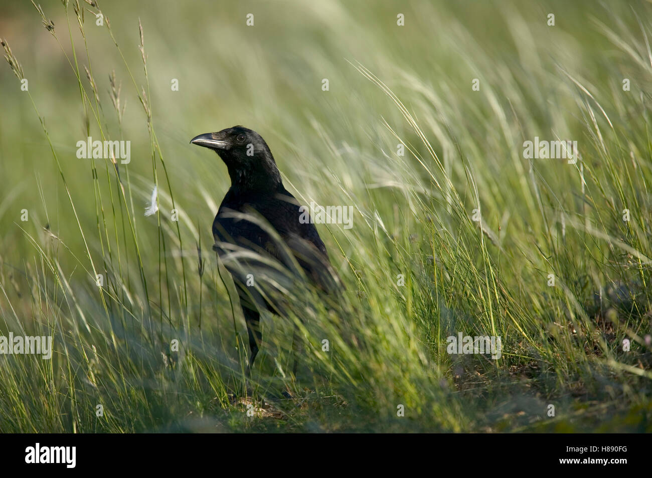 Common Raven (Corvus corax) in tall grass, Grands Causses, Cevennes ...