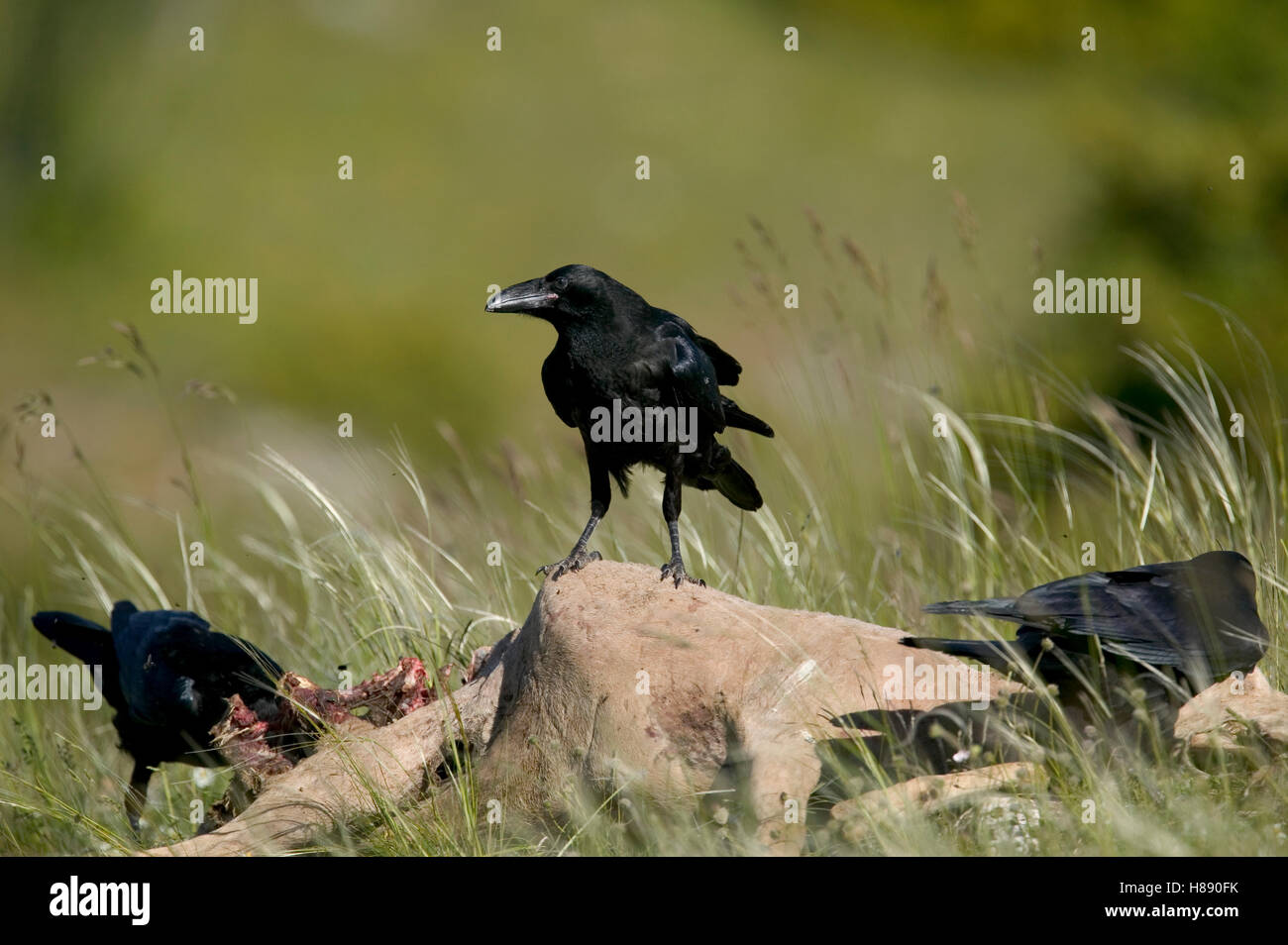 Common Raven (Corvus corax) on sheep carcass, Grands Causses, Cevennes ...
