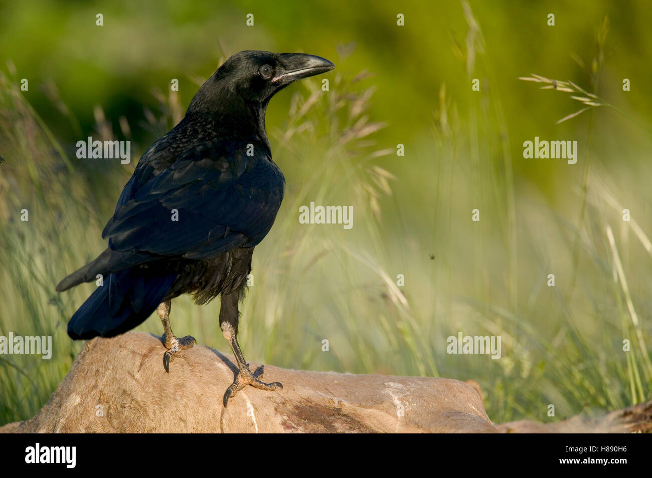 Common Raven (Corvus corax) on sheep carcass, Grands Causses, Cevennes ...