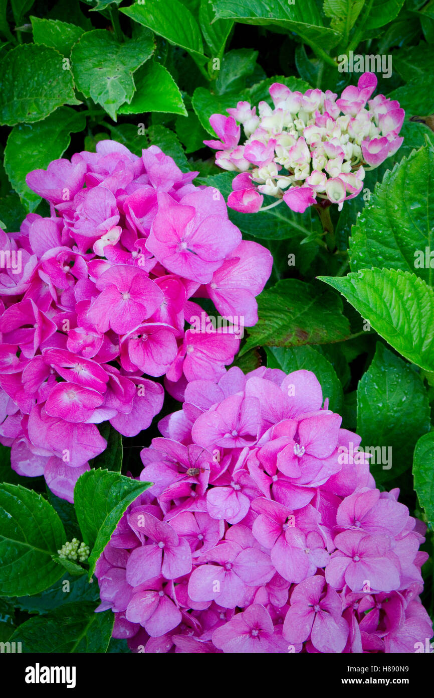 Pink Hydrangea in a garden in summer Stock Photo - Alamy
