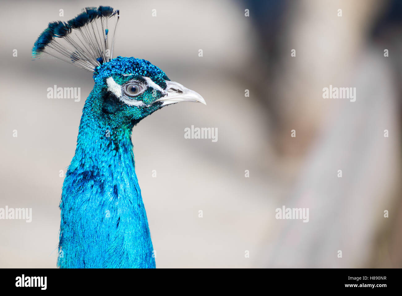 Wild and Farm birds Stock Photo - Alamy