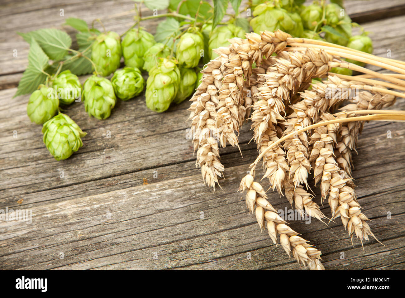 Malt and hops Stock Photo - Alamy