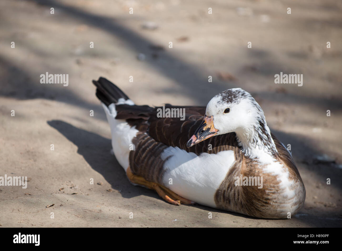 Wild and Farm birds Stock Photo - Alamy