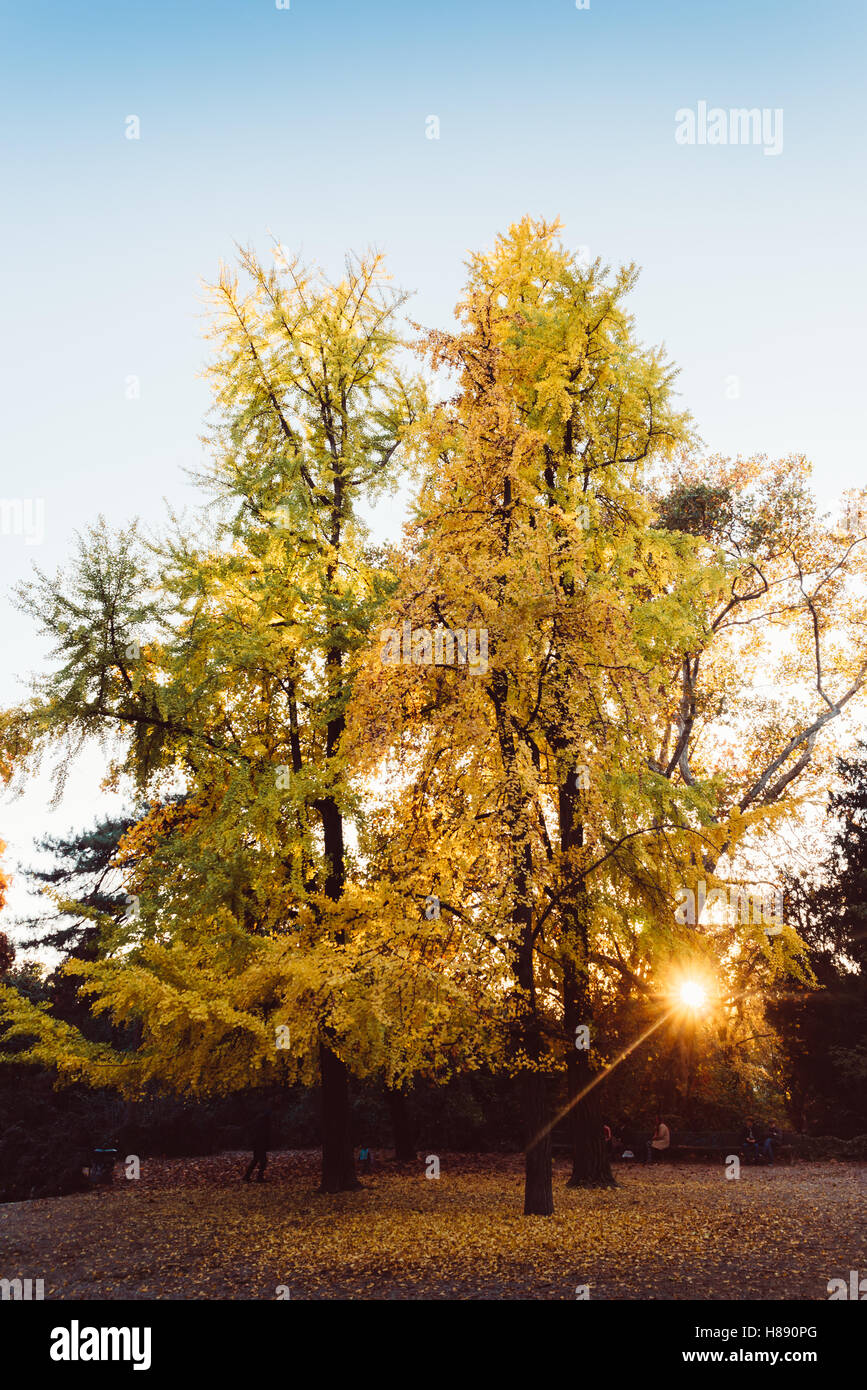 Autumn nature colours Stock Photo - Alamy
