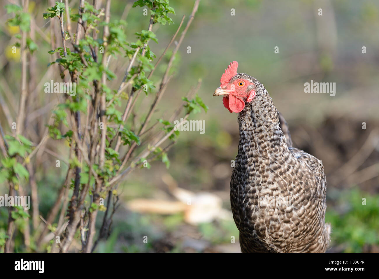 Wild and Farm birds Stock Photo - Alamy