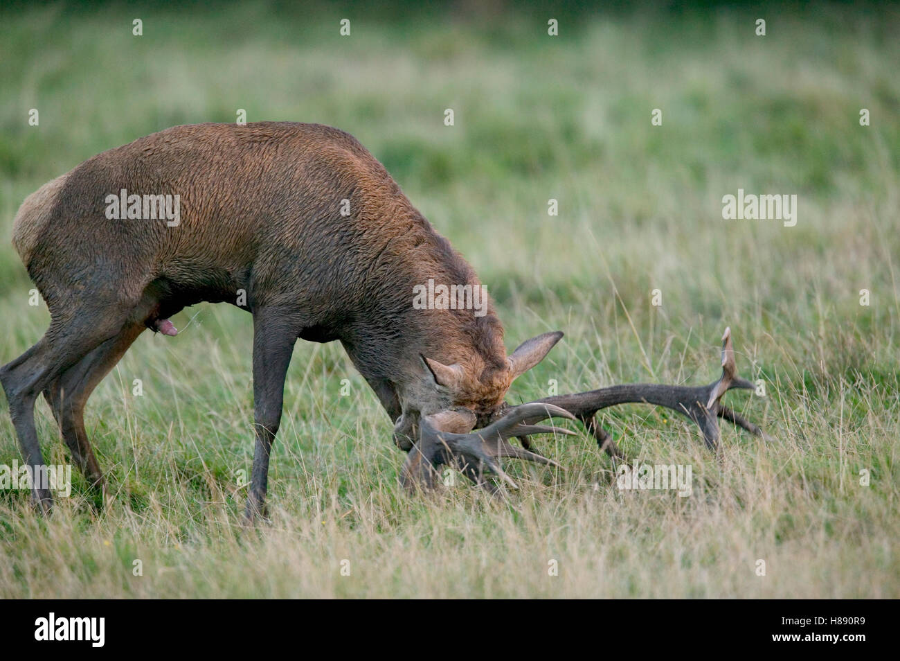 Red Deer (Cervus elaphus) male rubbing antlers in grass during autumn ...