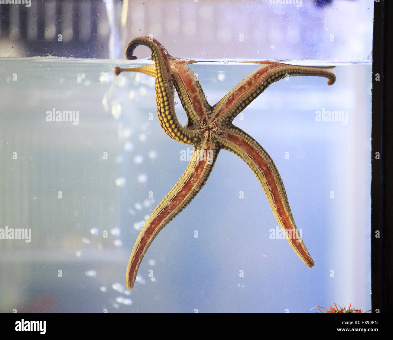Royal Star Fish High Resolution Stock Photography and Images - Alamy