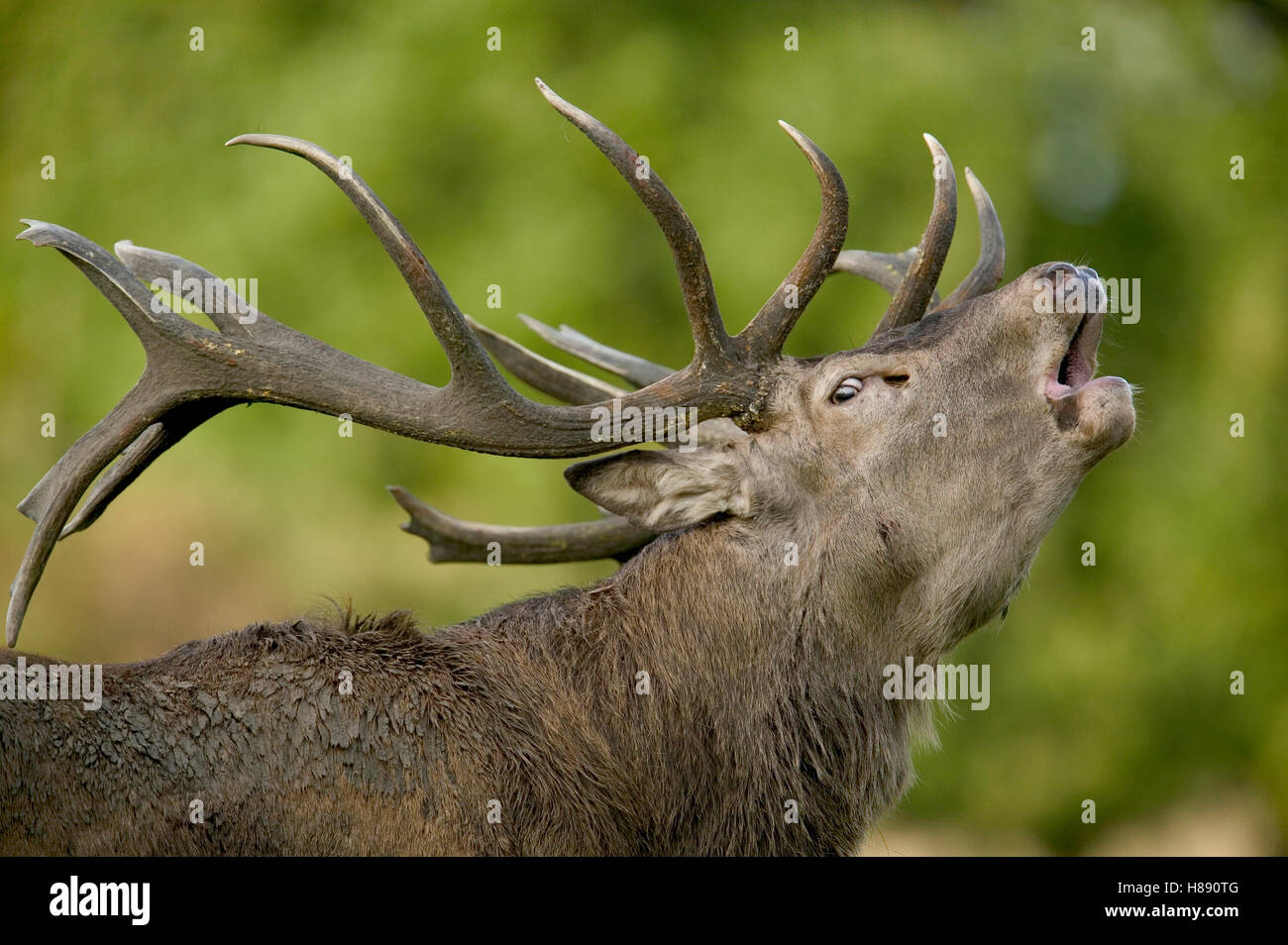 Red Deer (Cervus elaphus) stag bugling during autumn rutting season ...