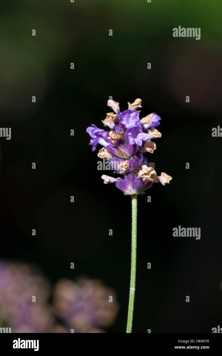 Lavender stem hi-res stock photography and images - Alamy