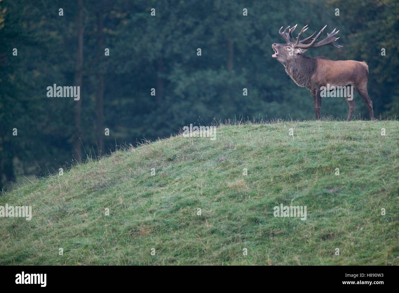 Red Deer (Cervus elaphus) stag bugling at sunrise autumn rutting season ...