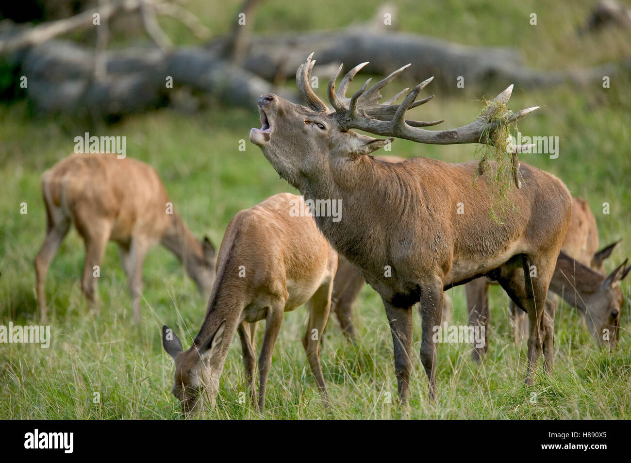 Red Deer (Cervus elaphus) stag bugling during autumn rutting season ...