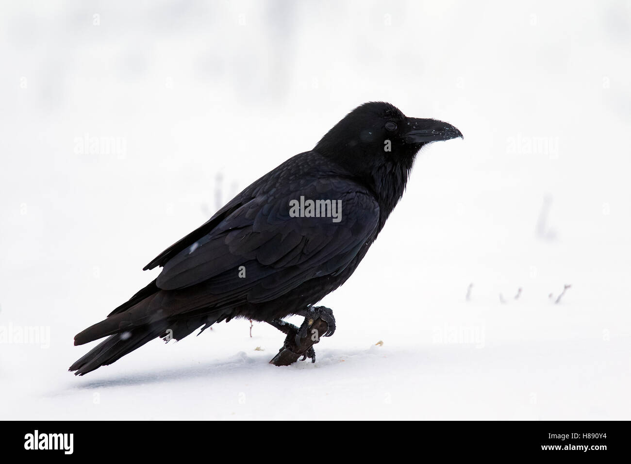Raven snow hi-res stock photography and images - Alamy