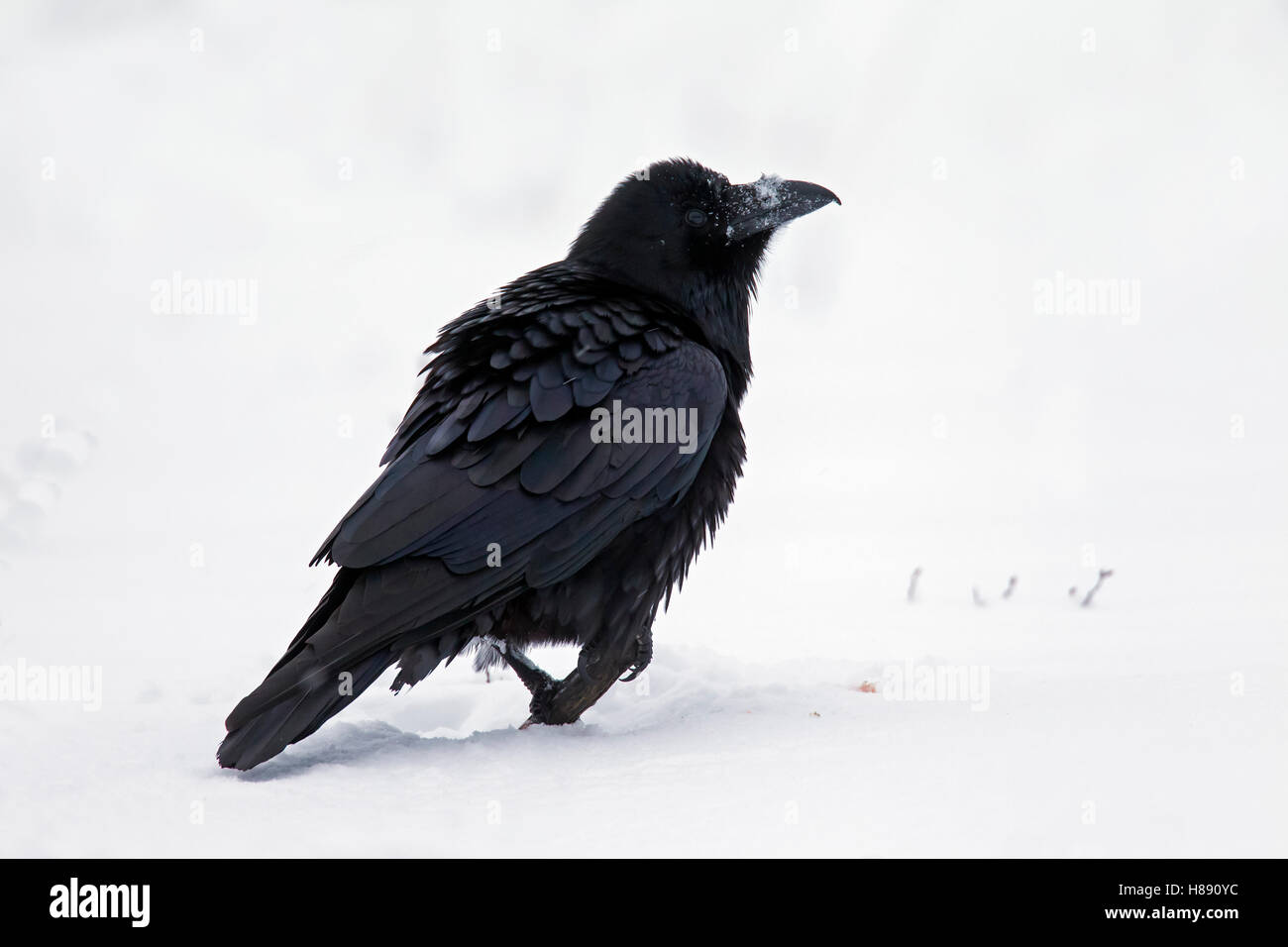 Raven snow hi-res stock photography and images - Alamy