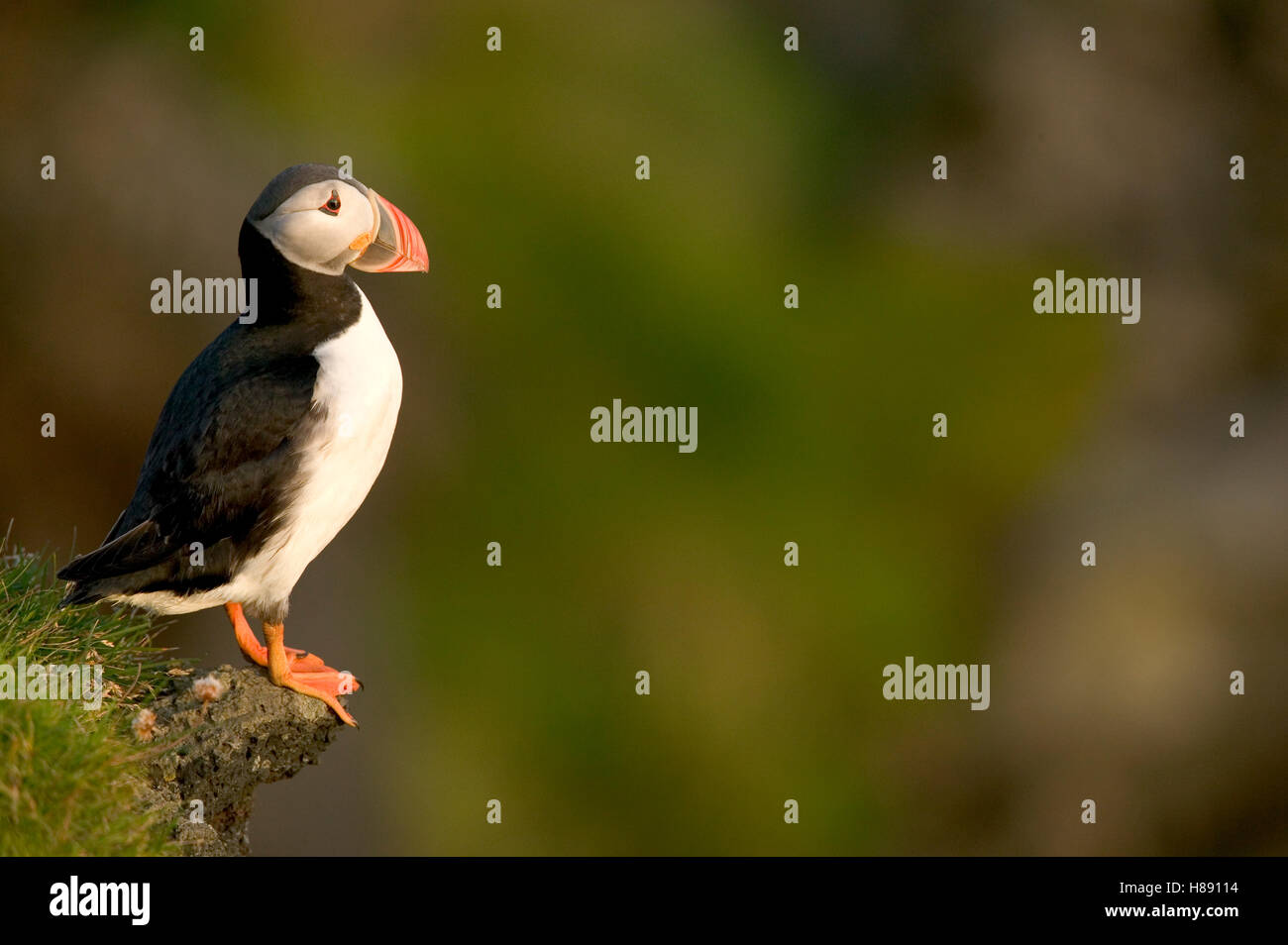 Atlantic Puffin (Fratercula arctica) profile, side view, Vestmann ...