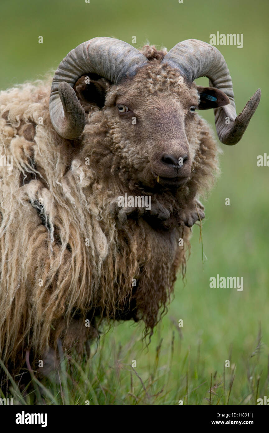 Domestic Sheep (Ovis aries) ram, east coast, Iceland Stock Photo - Alamy