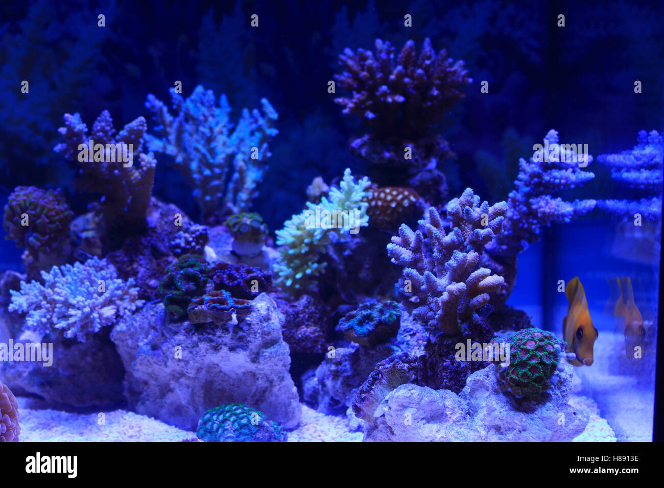 Colorful Saltwater Aquarium Stock Photo - Alamy