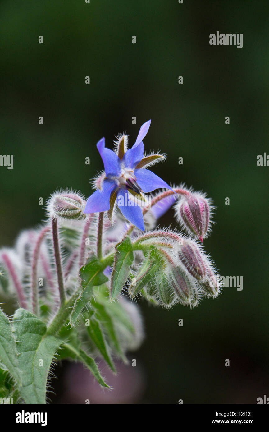 Borage officinalis known starflower hi-res stock photography and images ...