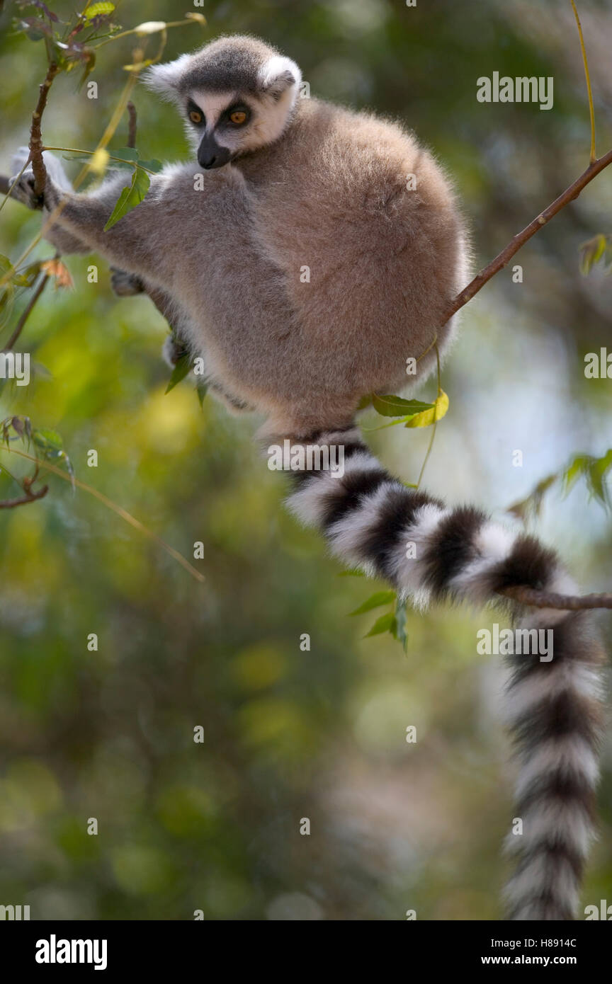 Ring-tailed Lemur (Lemur catta) sitting in a tree, vulnerable, Berenty ...