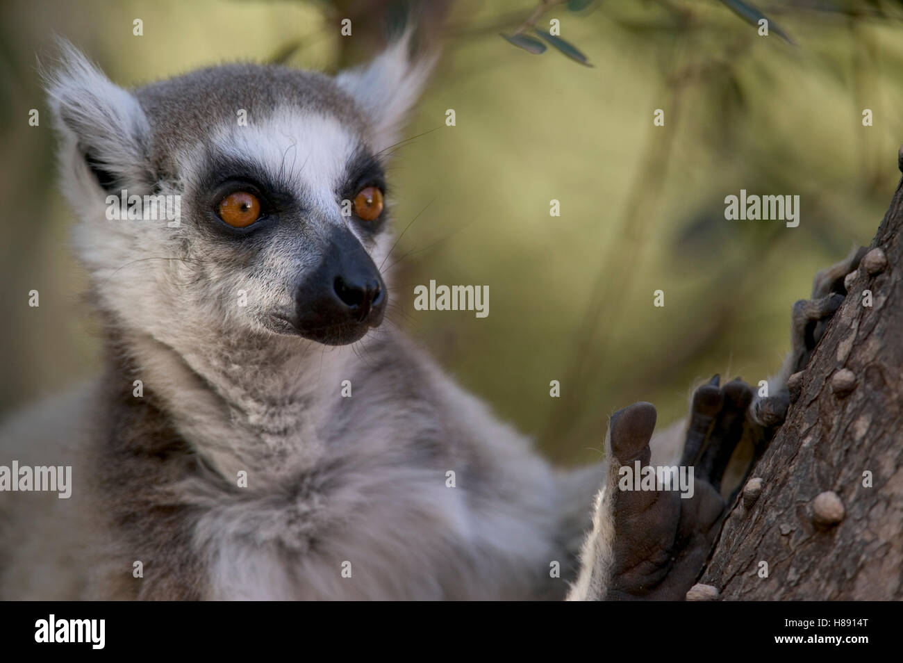 Ring-tailed Lemur (Lemur catta) portrait, vulnerable, Berenty Private ...