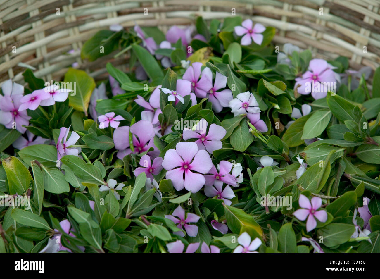 Rosy Periwinkle (Catharanthus roseus) leaves and flowers used for anti ...