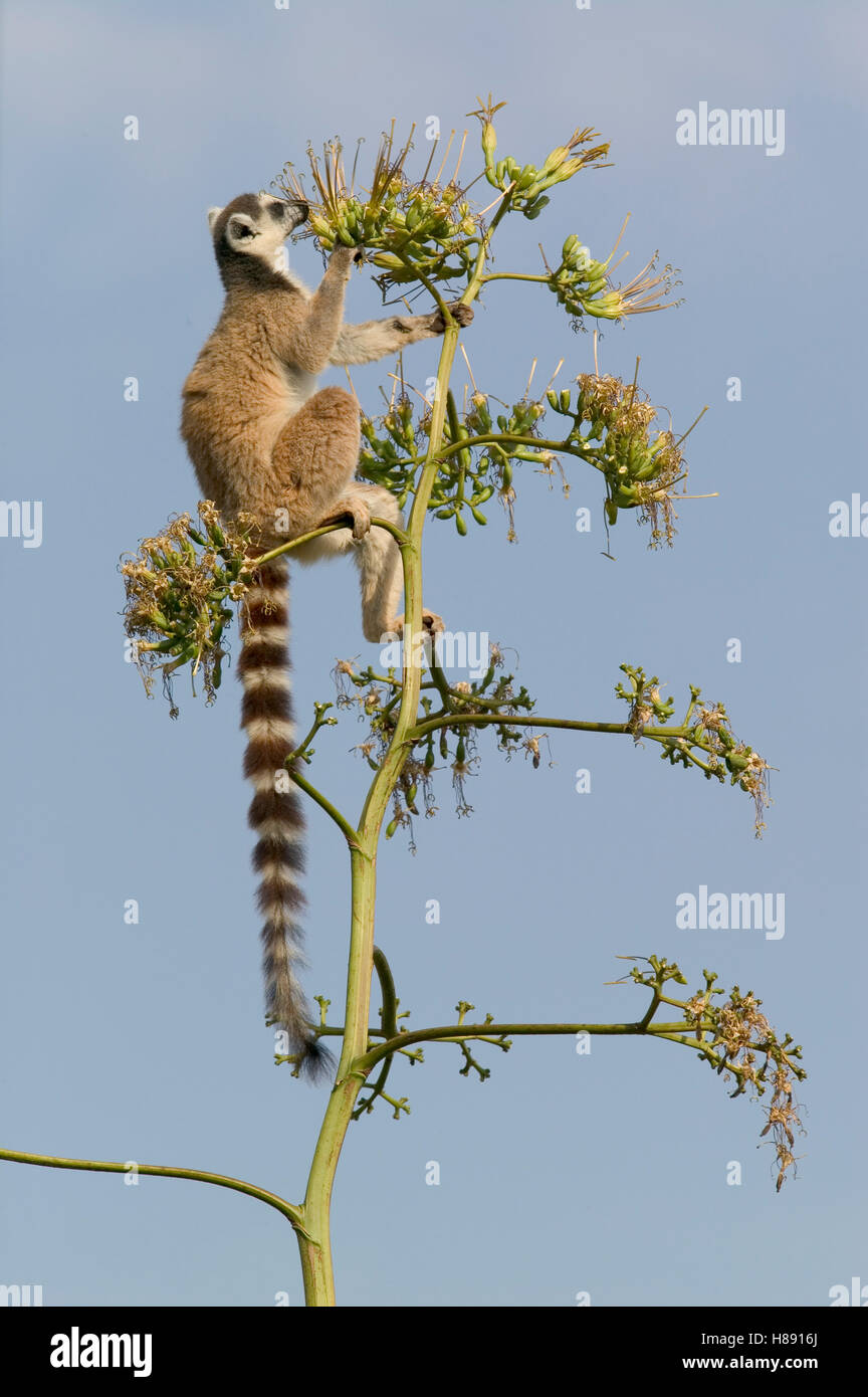 Ring-tailed Lemur (Lemur catta) feeding on Sisal (Agave sisalana ...