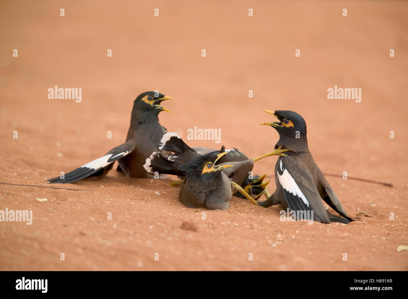 Common Myna (Acridotheres tristis) fight between two couples ...