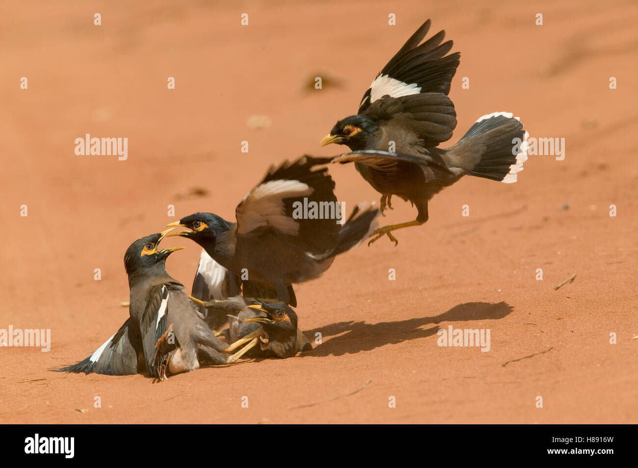 Common Myna (Acridotheres tristis) fight between two couples ...