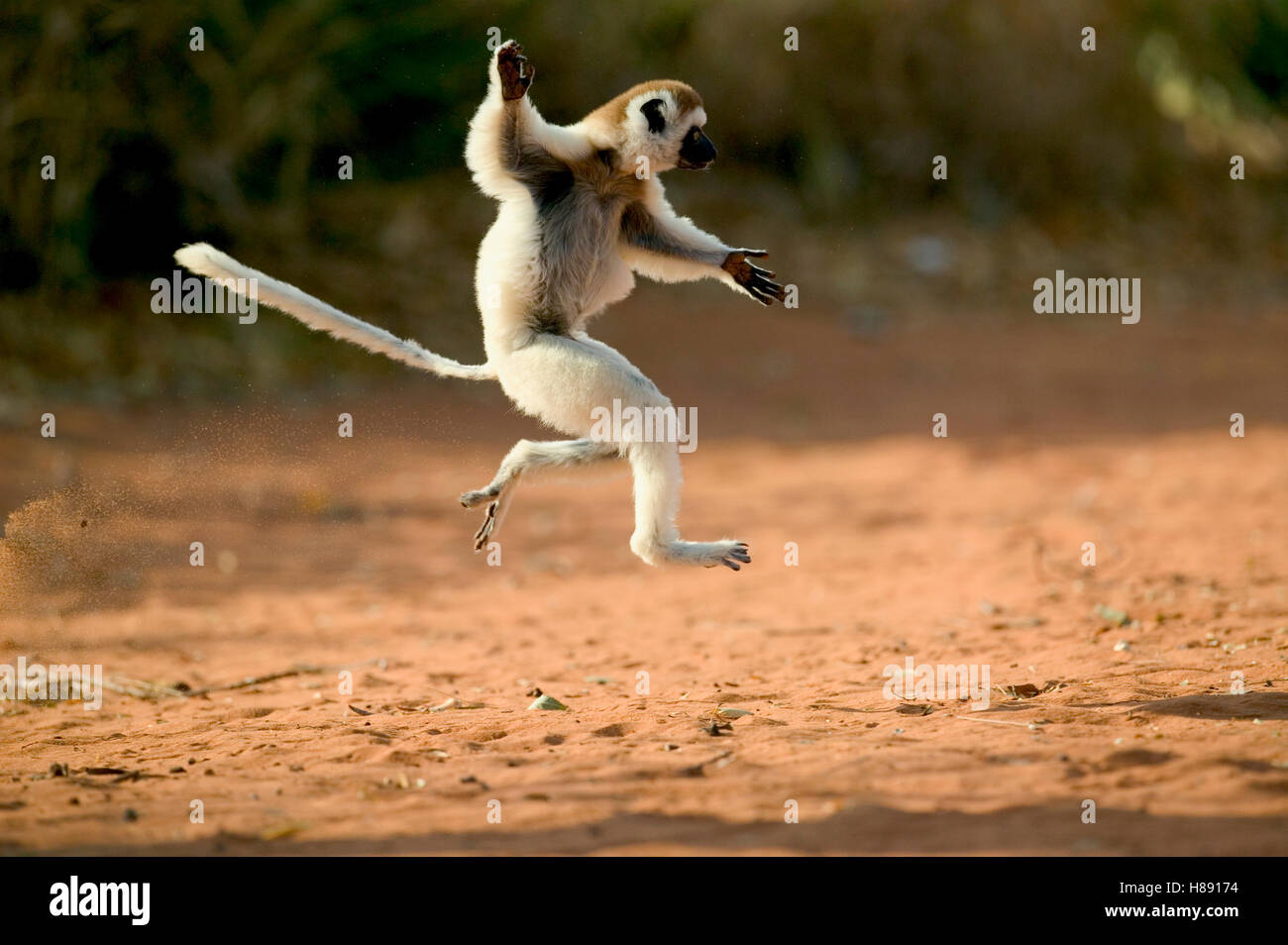 Verreaux's Sifaka (Propithecus verreauxi) jumping across open ground ...