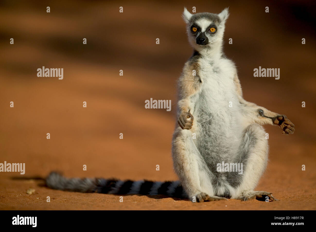Ring-tailed Lemur (Lemur catta) male warming himself in the sun ...