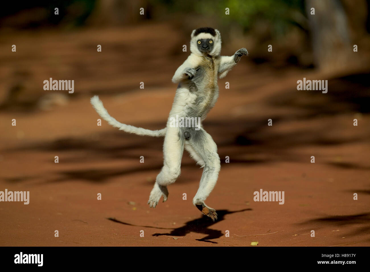 Verreaux's Sifaka (Propithecus verreauxi) jumping across open ground ...