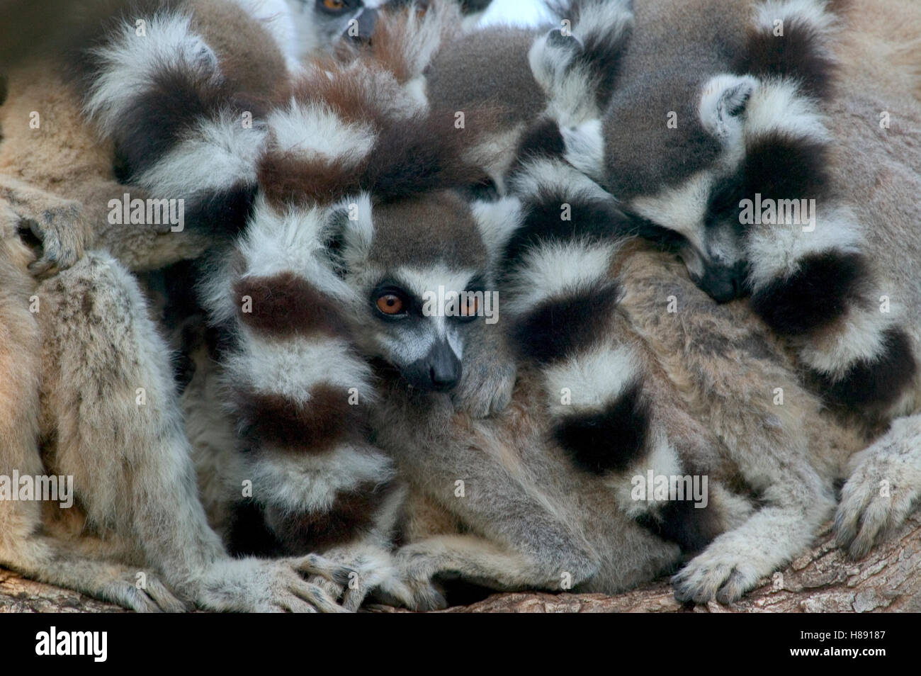 Ring-tailed Lemur (Lemur catta) group huddles for warmth as they sleep ...