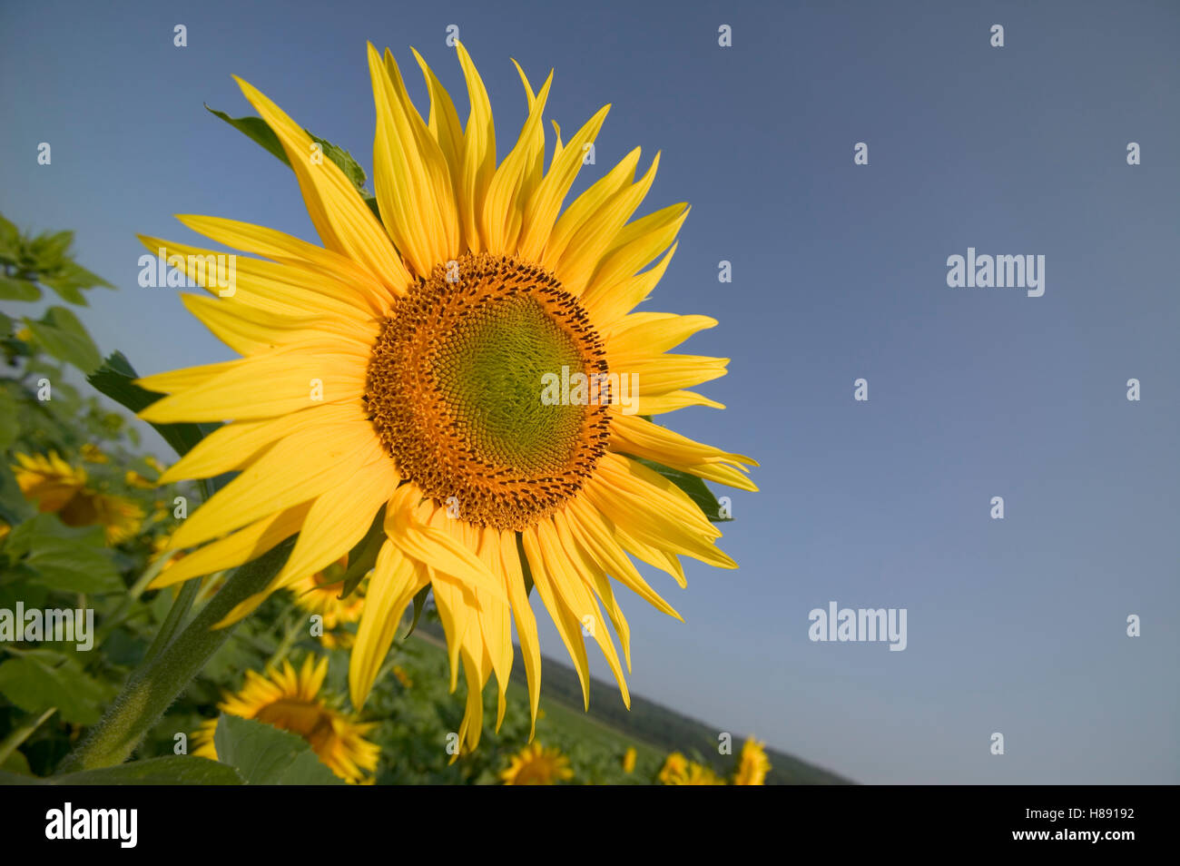 Common Sunflower (Helianthus annuus) field, Bourgogne, France Stock ...