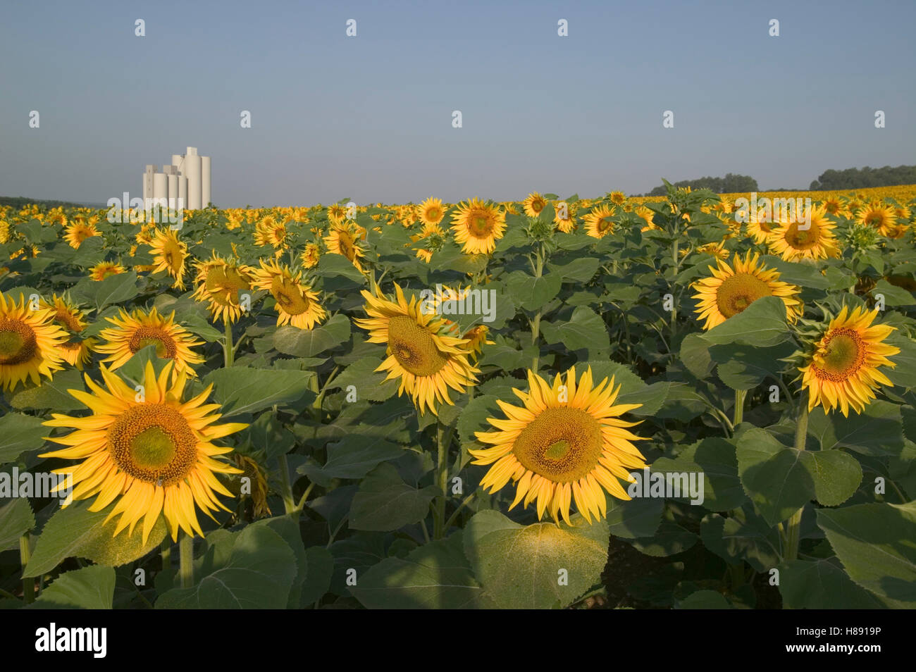 Common Sunflower (Helianthus annuus) field with fodder silo, Bourgogne ...