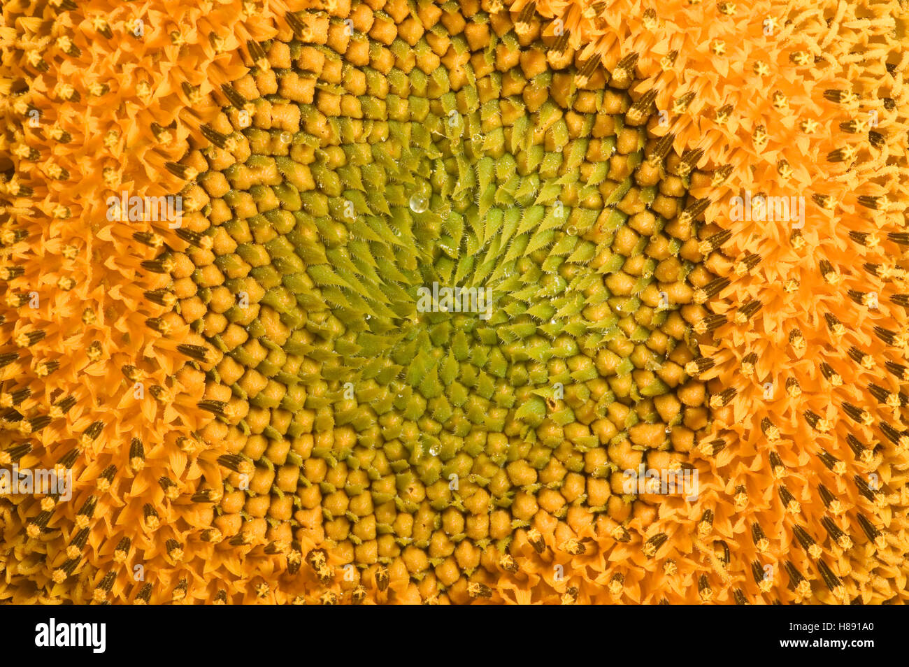 Common Sunflower (Helianthus annuus) close up showing anthers covered ...
