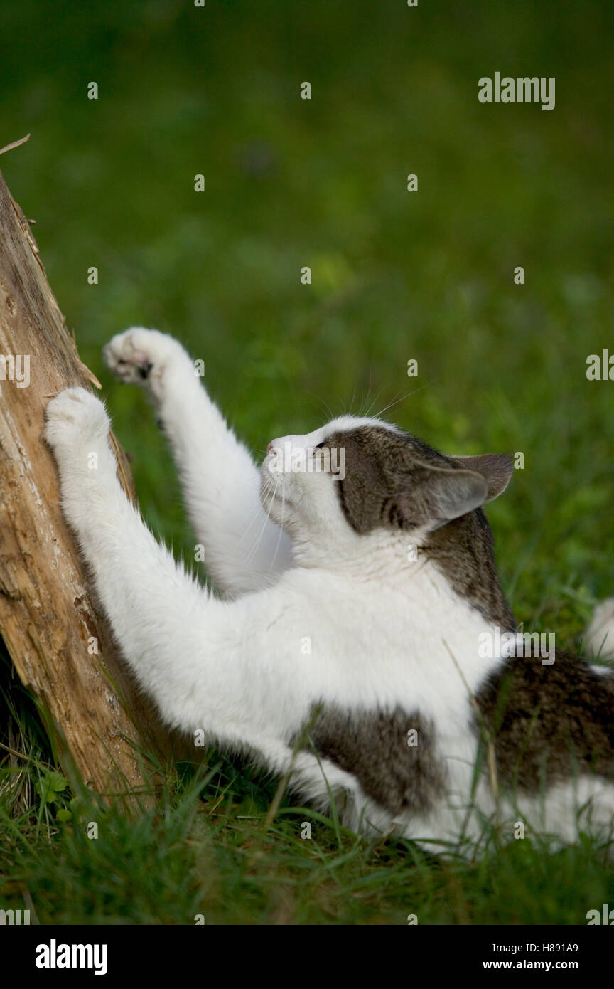 Domestic Cat (Felis catus) sharpening its claws on a tree, France Stock ...