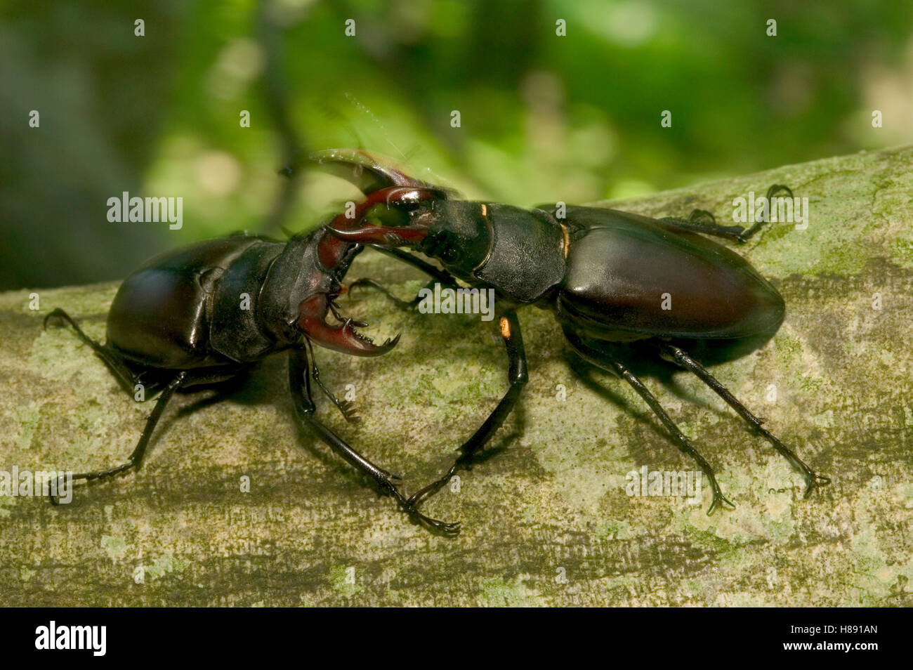 Stag Beetle (Lucanidae) pair fighting, Bourgogne, France Stock Photo ...