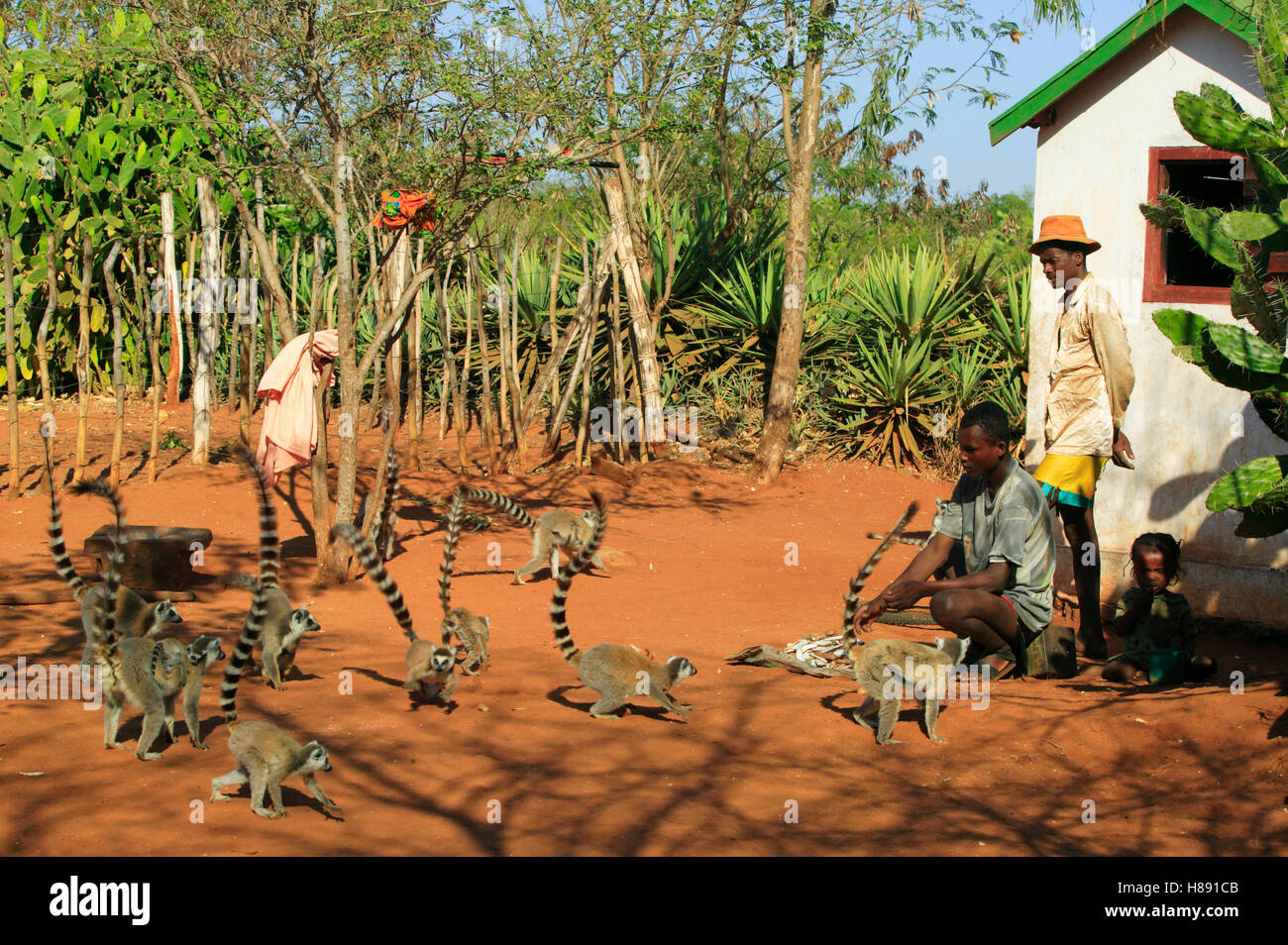 Ring-tailed Lemur (Lemur catta) group interacting with Antandroy people ...