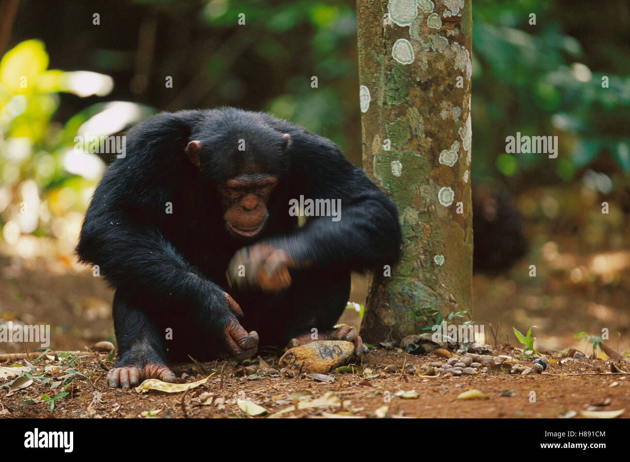 Chimpanzee (Pan troglodytes) using two rocks as tools to crack a nut ...