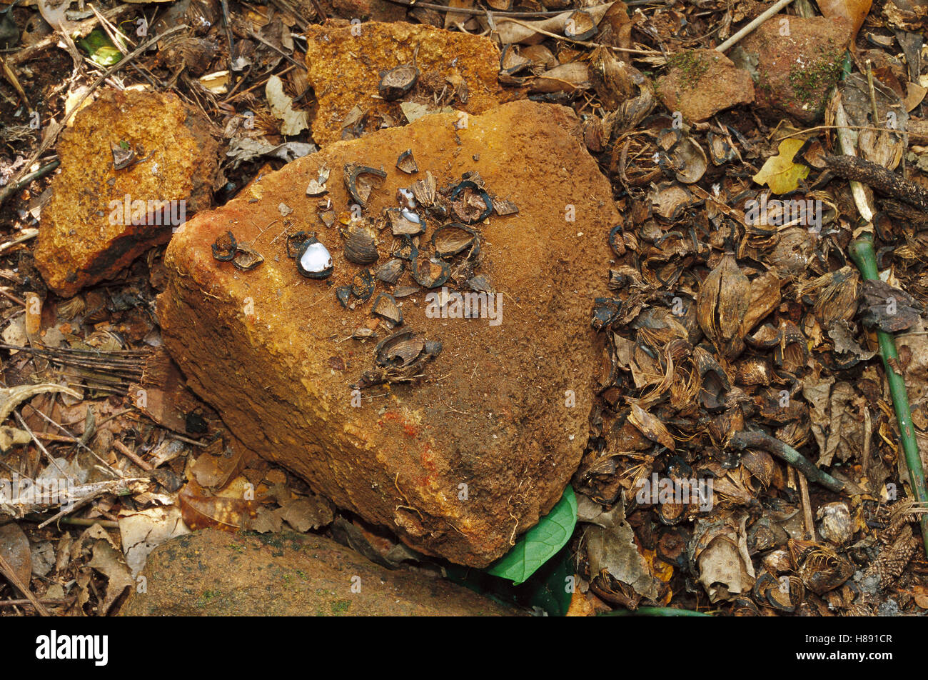 Chimpanzee (Pan troglodytes) cracked nuts using two rocks as tools ...