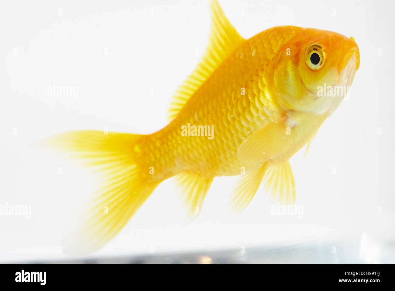 Goldfish (Carassius auratus) in an aquarium, France Stock Photo - Alamy