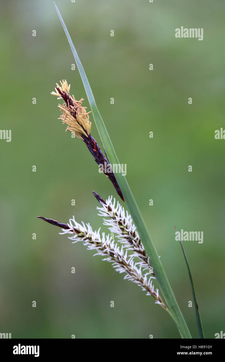 Variegated Greater Pond Sedge (Carex riparia) flowering, France Stock ...