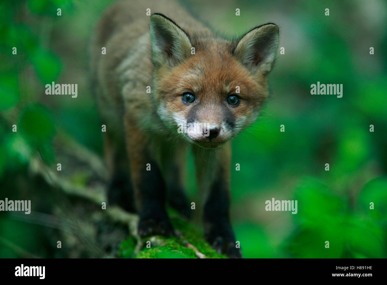 Red Fox (Vulpes vulpes) pup, Burgundy, France Stock Photo - Alamy