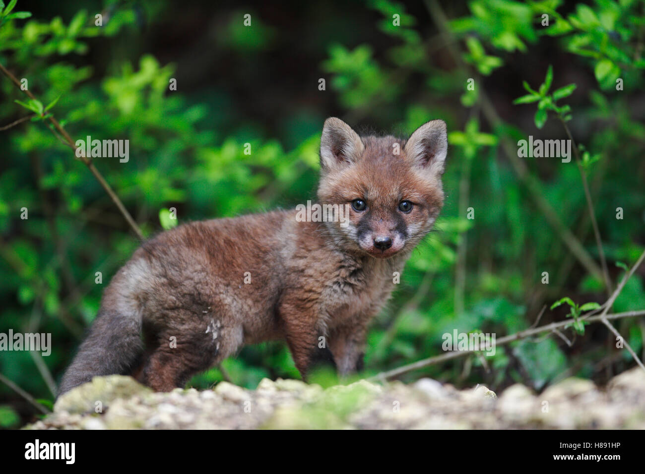 Red Fox (Vulpes vulpes) pup, Burgundy, France Stock Photo - Alamy